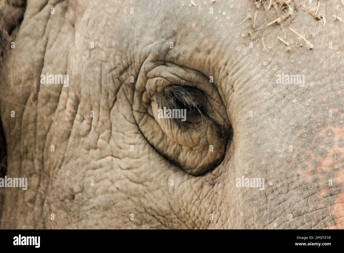 Elephants are animals with small eyes.Small eyes, female elephants ...