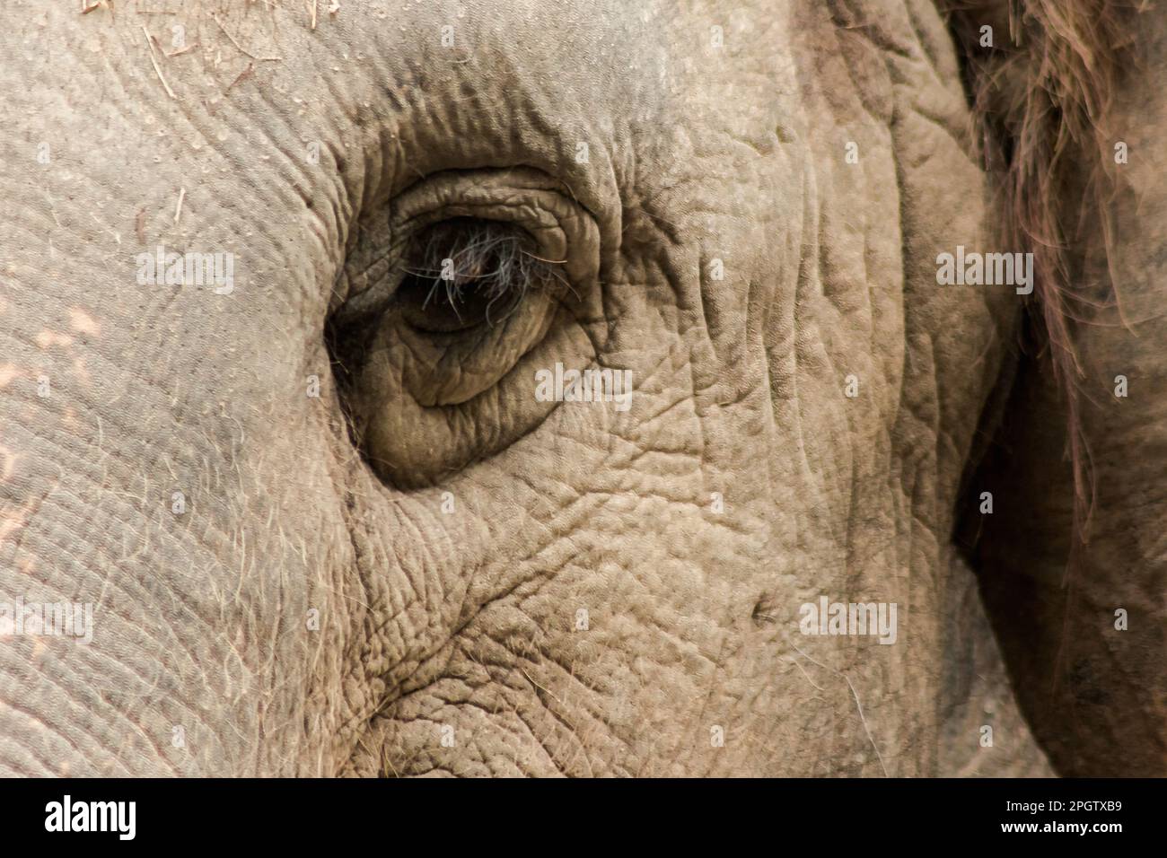 Elephants are animals with small eyes.Small eyes, female elephants ...
