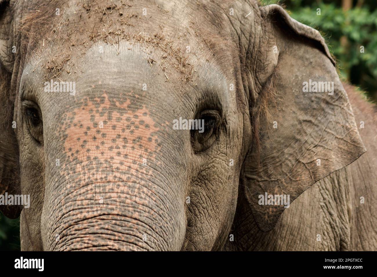 Elephants are animals with small eyes.Small eyes, female elephants ...