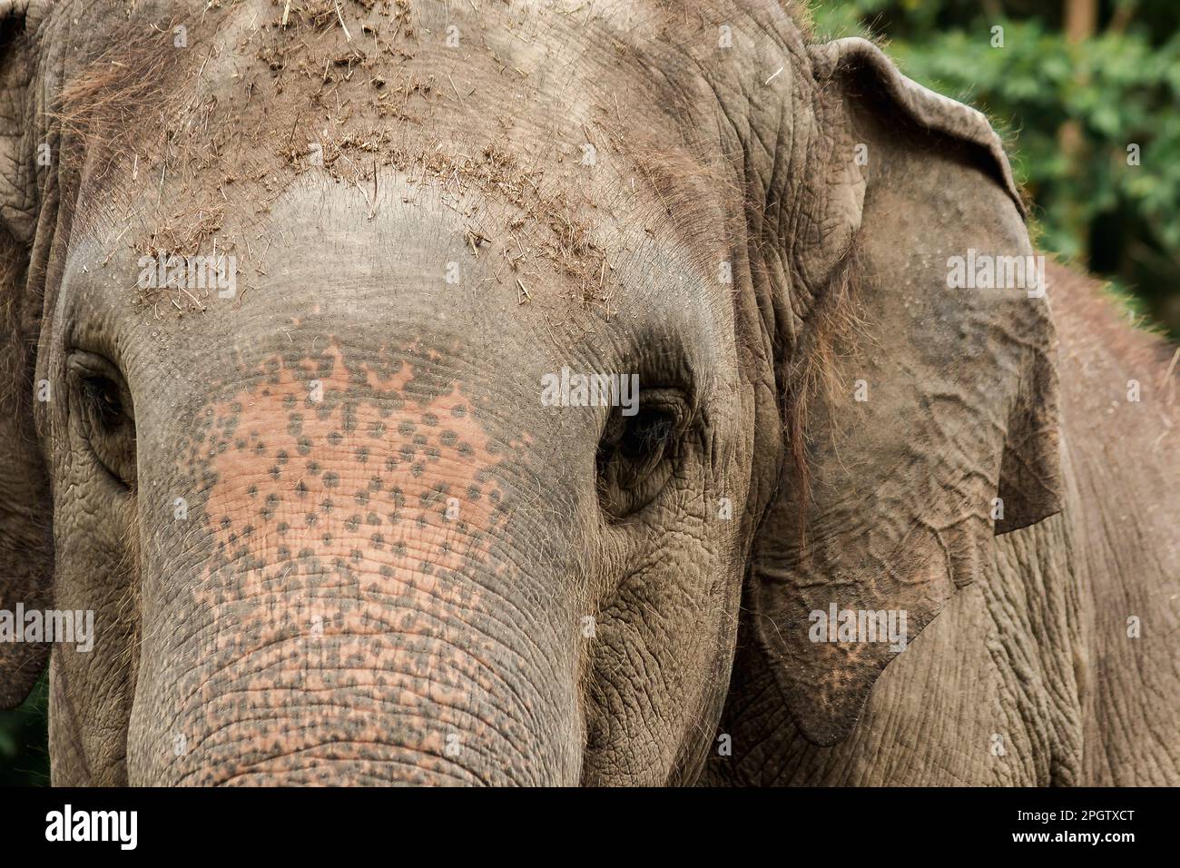 Elephants are animals with small eyes.Small eyes, female elephants ...