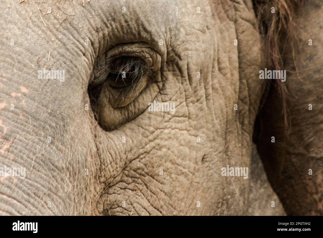 Elephants are animals with small eyes.Small eyes, female elephants ...