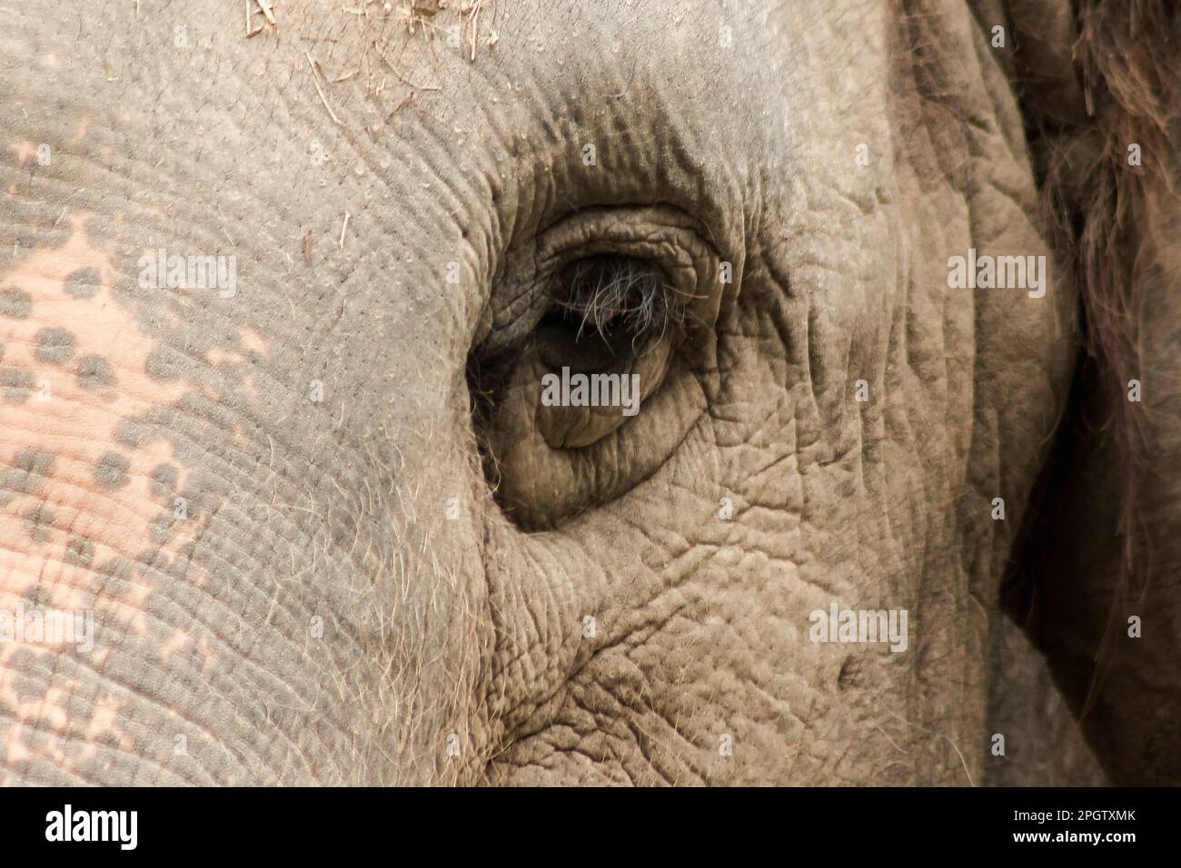 Elephants are animals with small eyes.Small eyes, female elephants ...