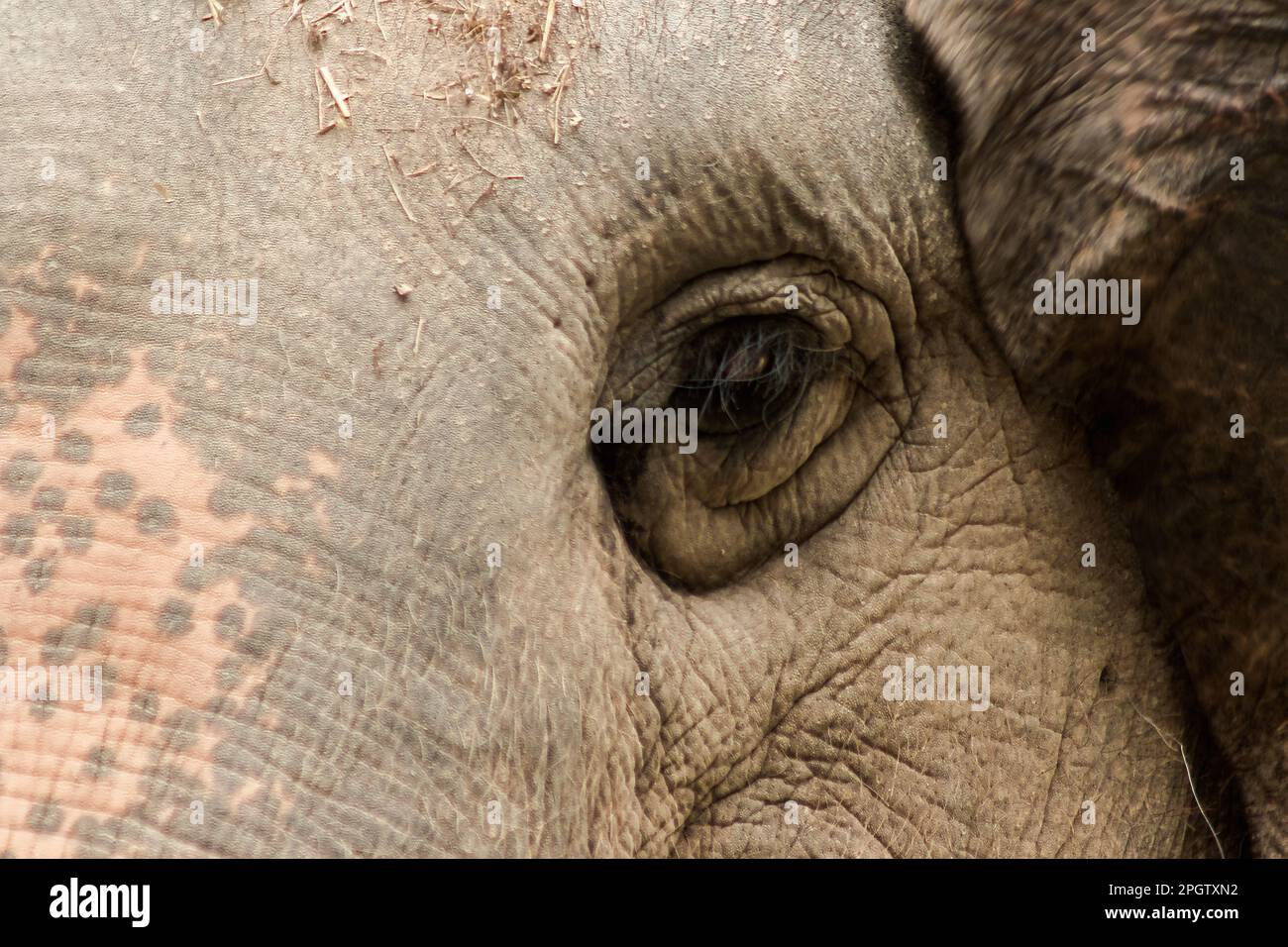 Elephants are animals with small eyes.Small eyes, female elephants ...
