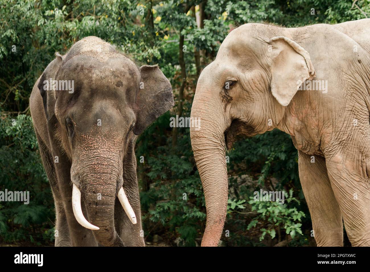Asian Elephant Males and females tease each other in a zoo Stock Photo ...