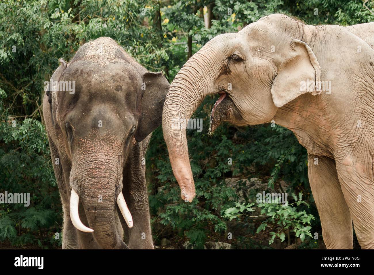 Asian Elephant Males and females tease each other in a zoo Stock Photo ...