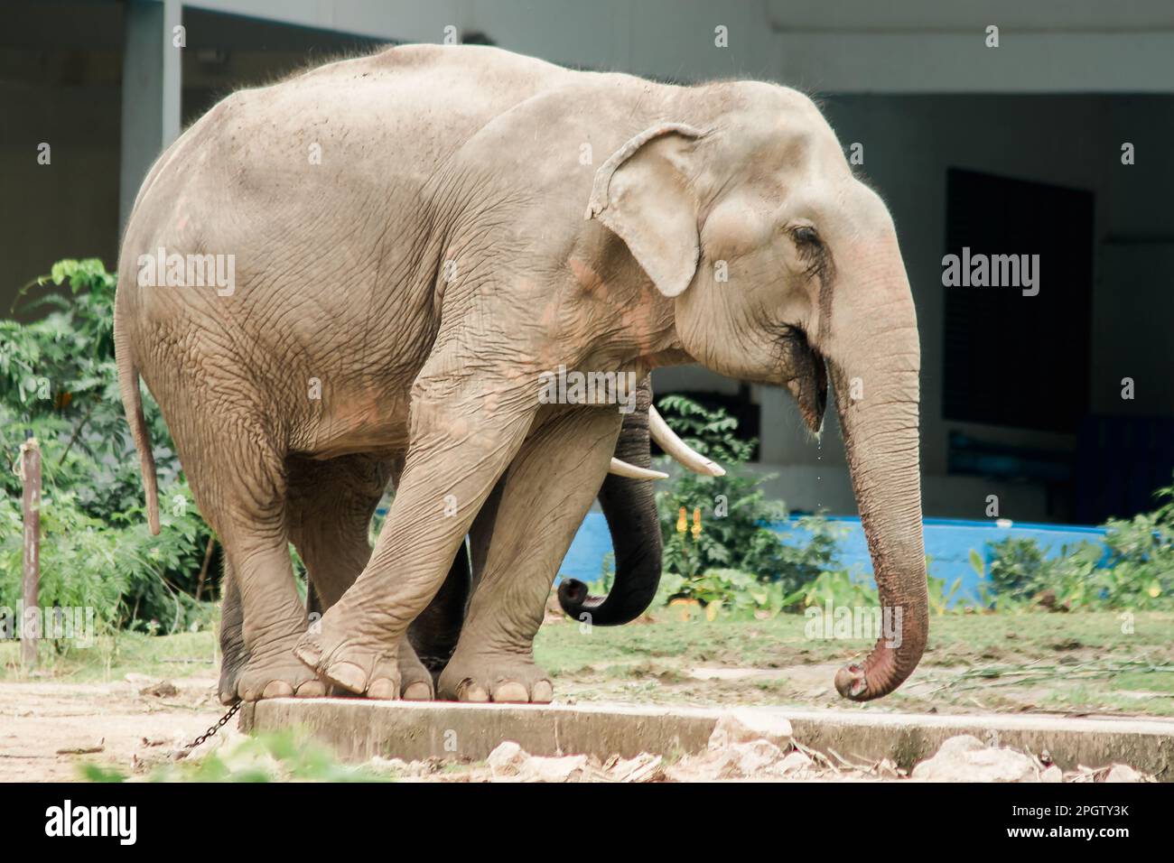 Asian Elephant Males and females tease each other in a zoo Stock Photo ...