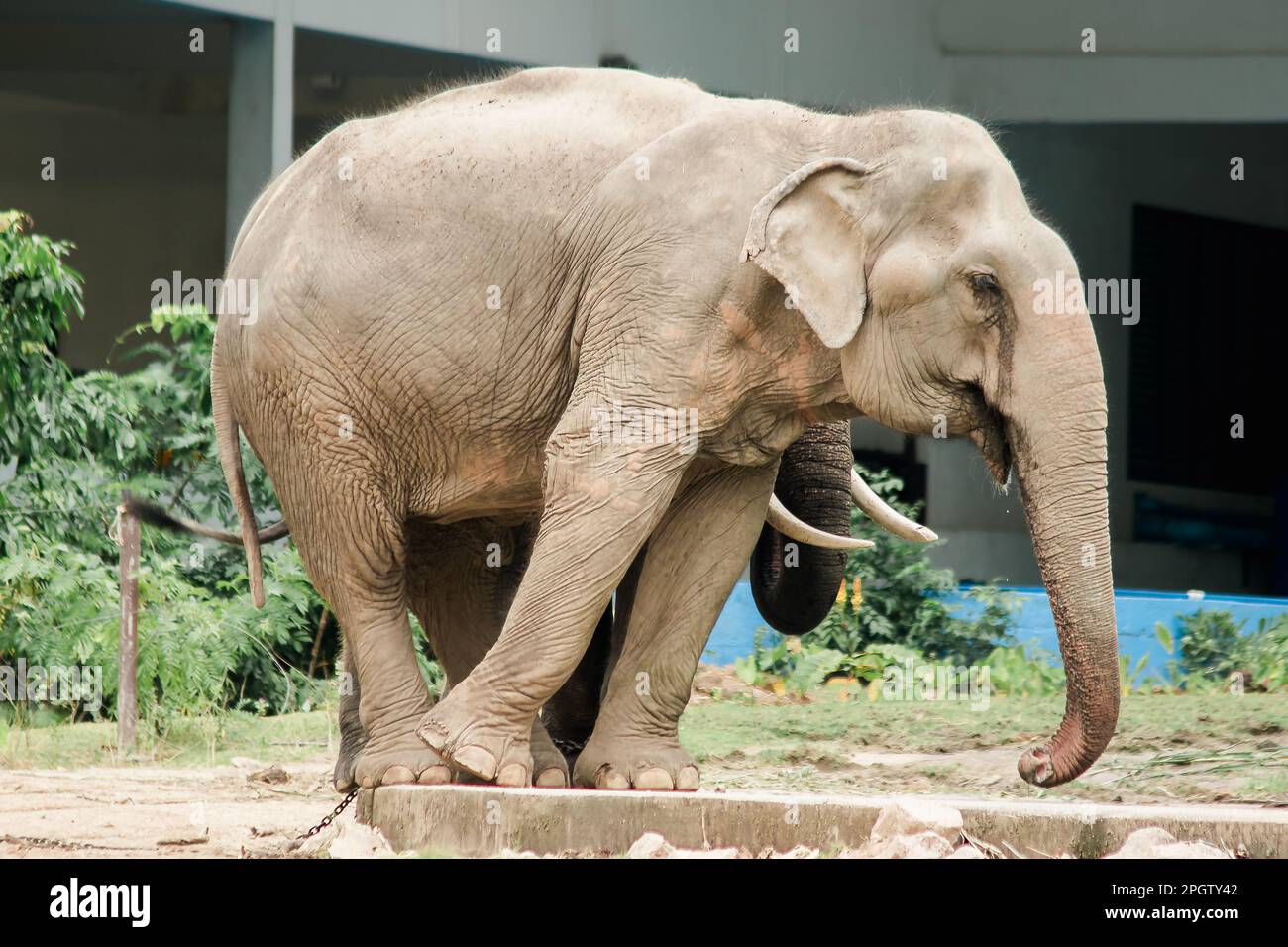 Asian Elephant Males and females tease each other in a zoo Stock Photo ...