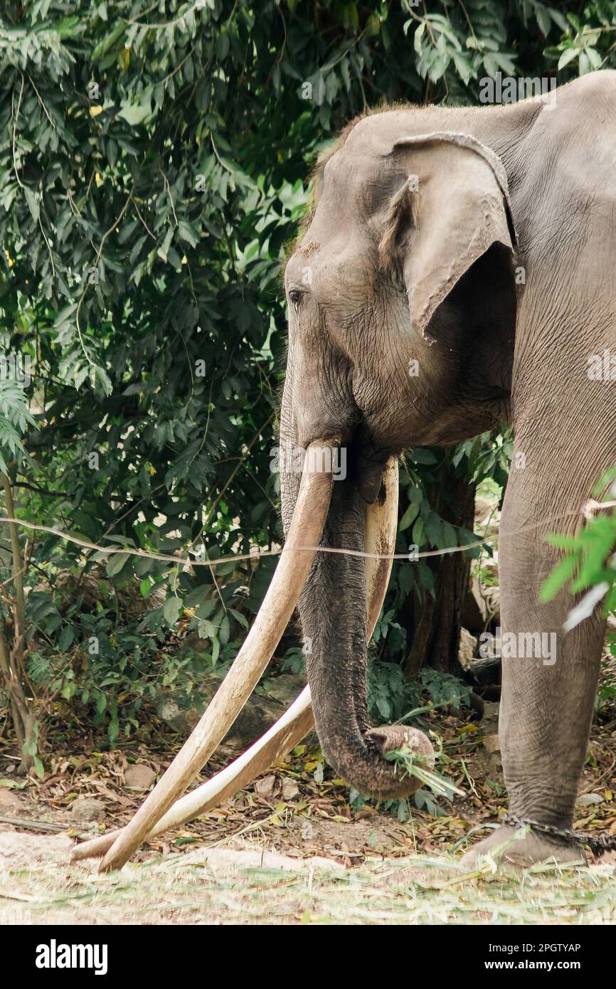 Asian Elephant Male with long tusks , The forks are fangs that have ...