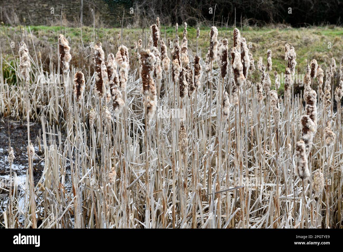 Fluffy Bulrushes ( Scirpus lacustris ) turning to Seed in a Pond ...