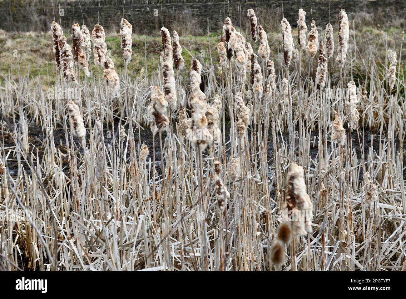 Fluffy Bulrushes ( Scirpus lacustris ) turning to Seed in a Pond ...