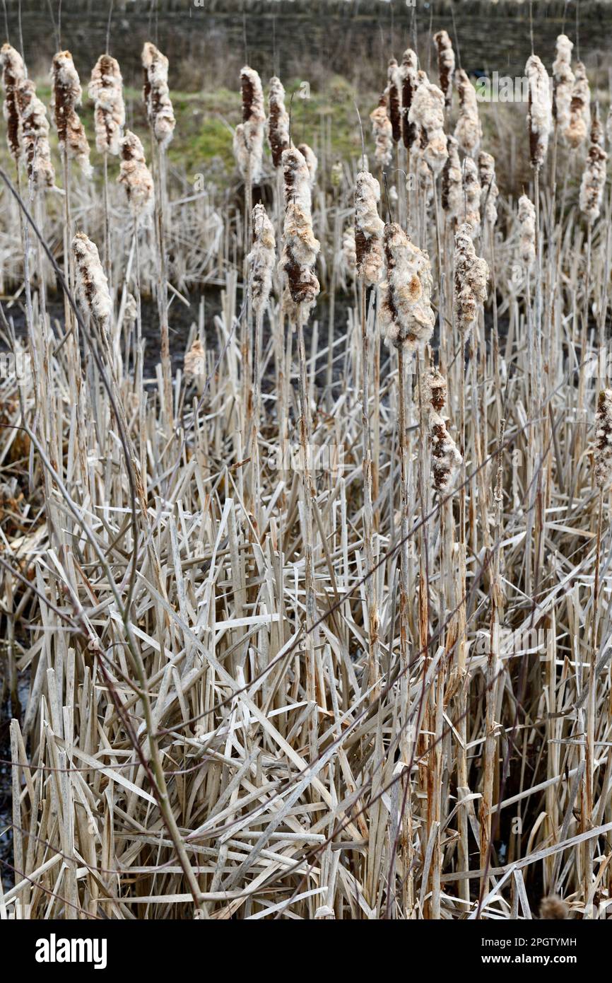 Fluffy Bulrushes ( Scirpus lacustris ) turning to Seed in a Pond ...