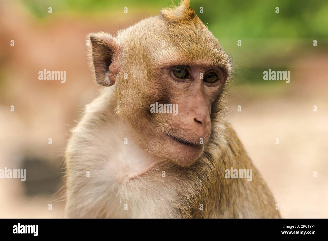 Crab-eating Macaque, looking for something interesting. The macaque has ...