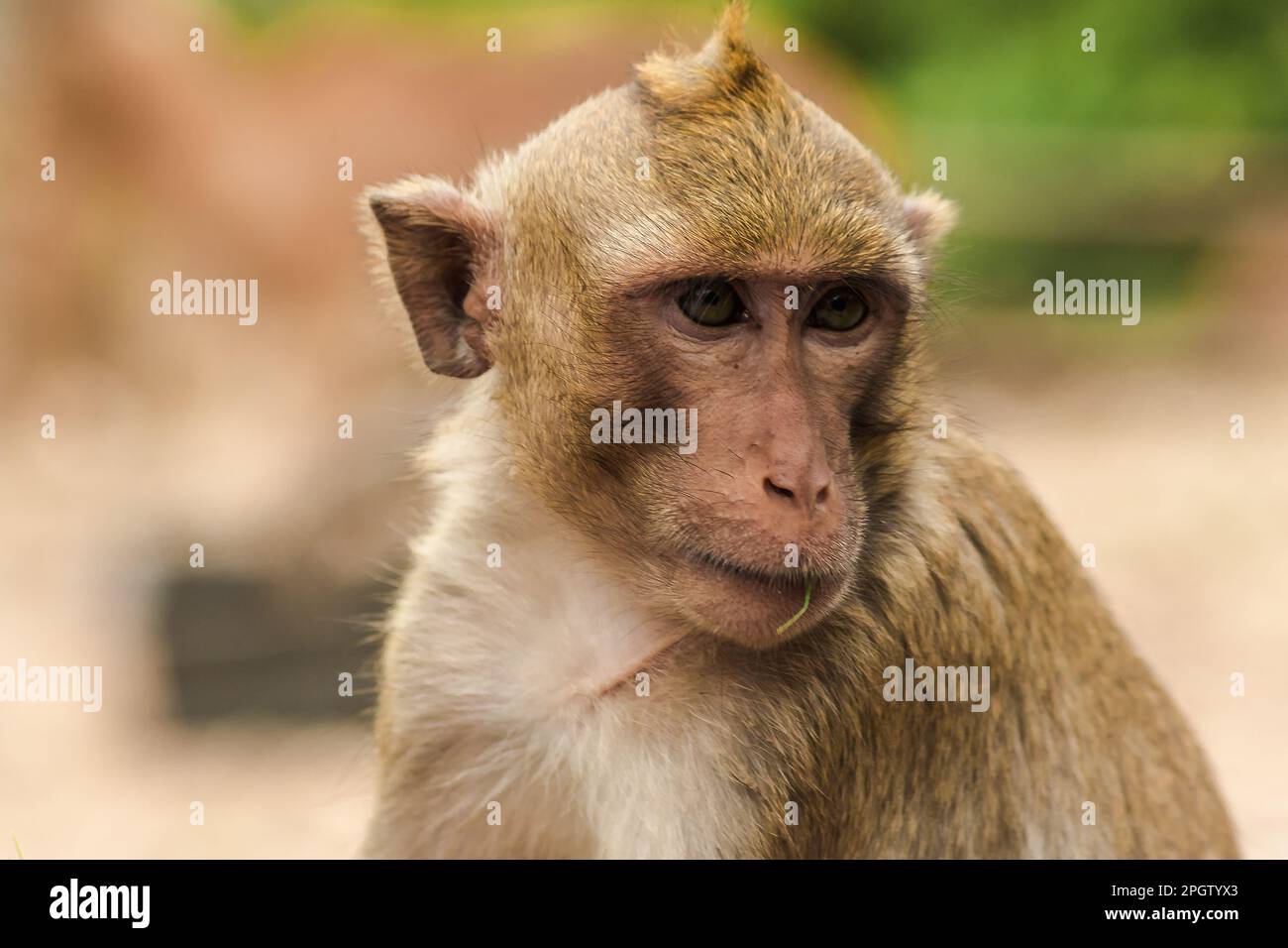 Crab-eating Macaque, looking for something interesting. The macaque has ...