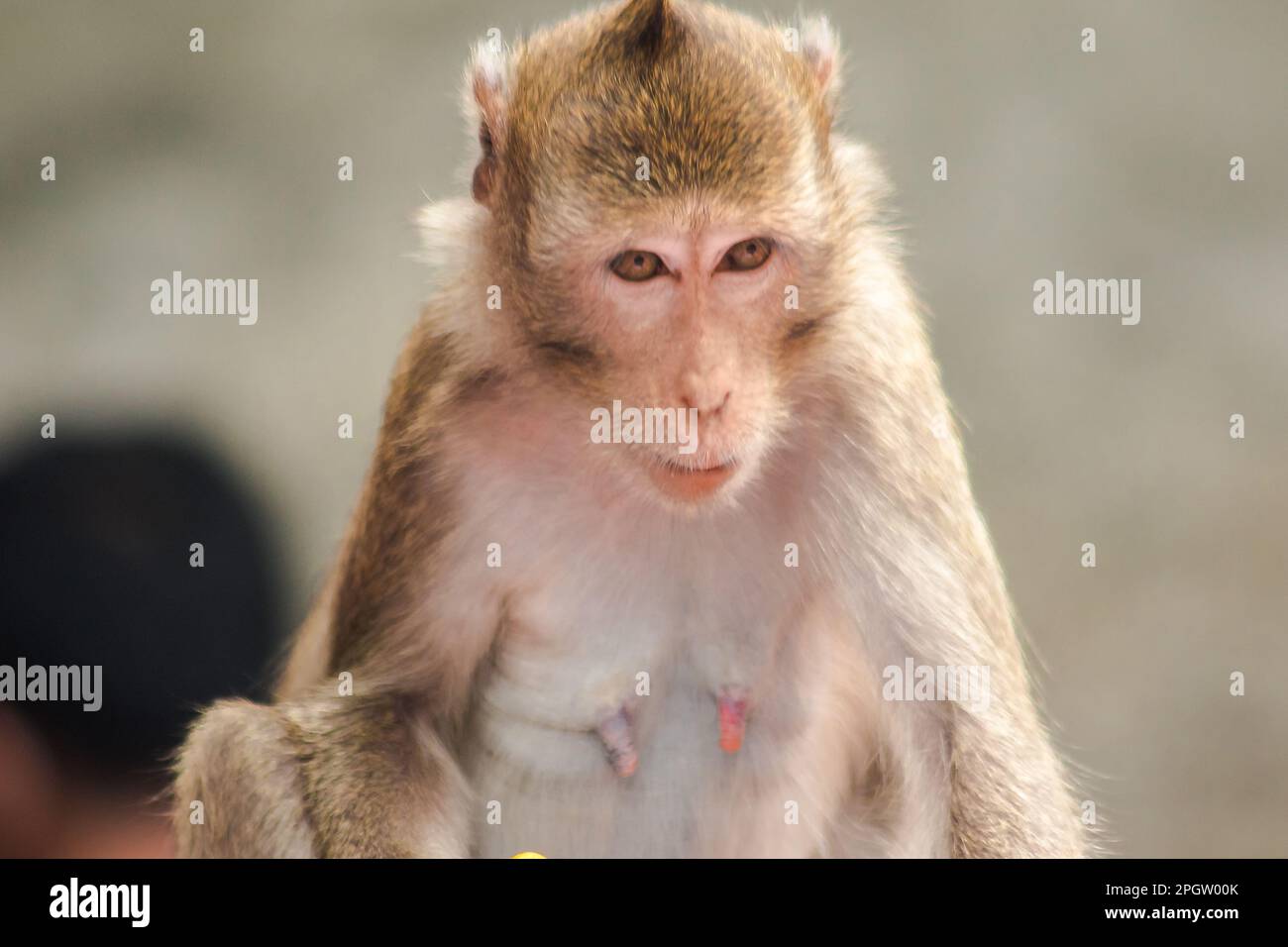 Crab-eating Macaque, looking for something interesting. The macaque has ...