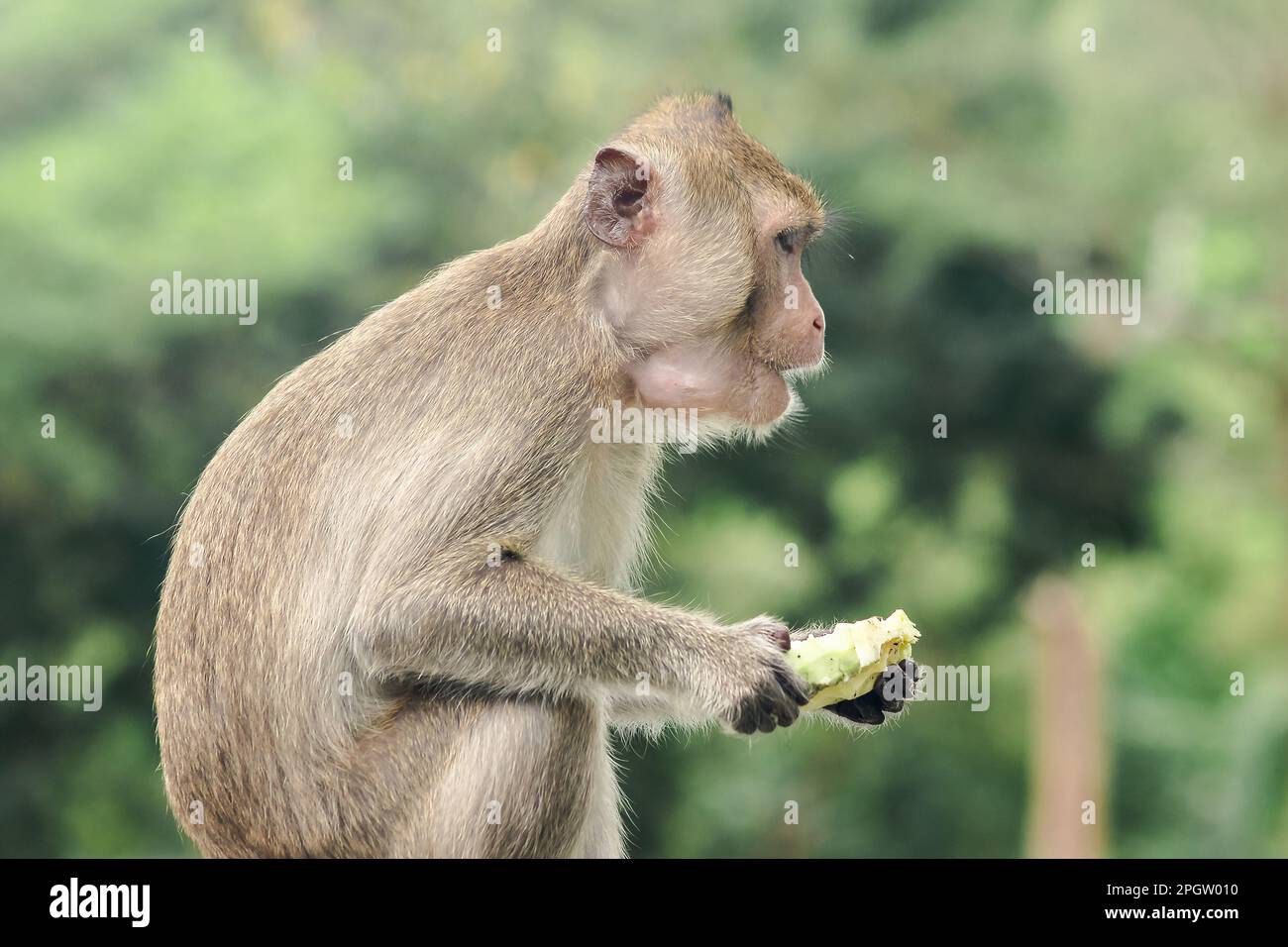 Crab-eating Macaque is eating the fruit in his hand. The macaque has ...