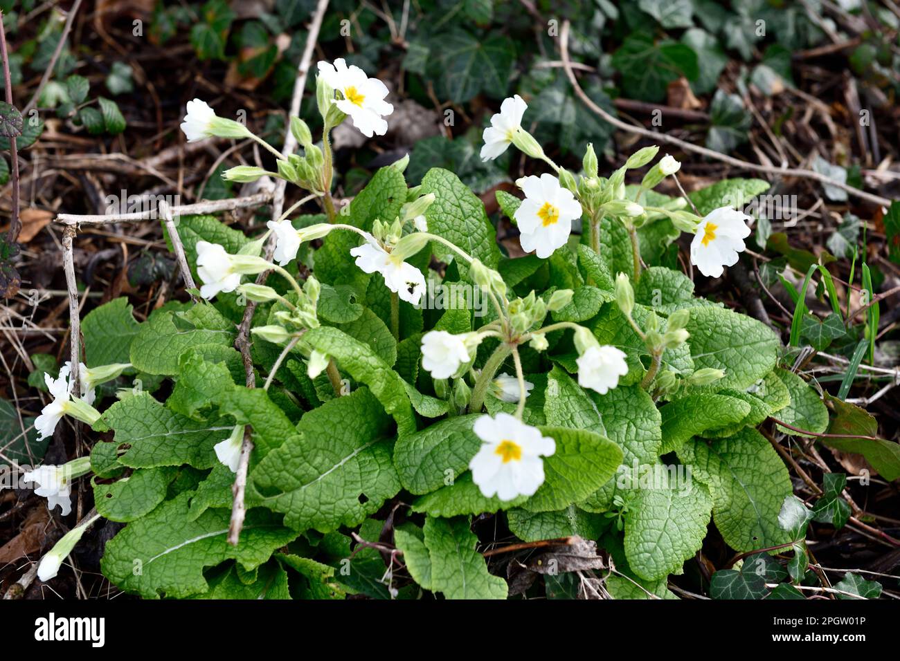 Primrose (Primula vulgaris) growing in a hard enviroment Cotswolds Hook ...