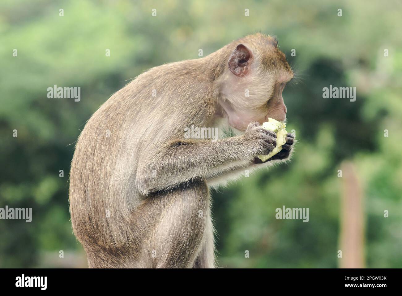 Crab-eating Macaque is eating the fruit in his hand. The macaque has ...
