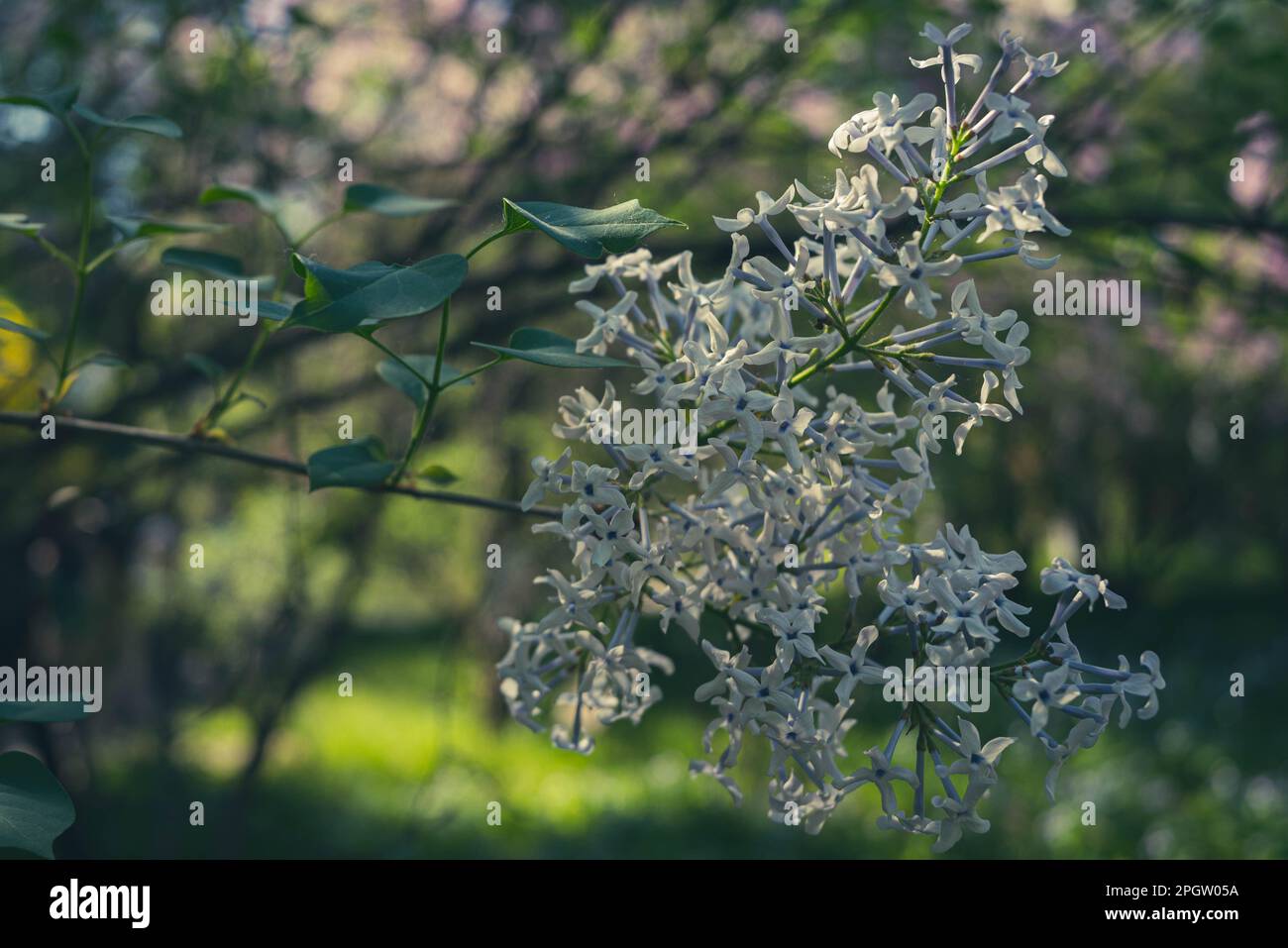 A close-up shot of lilacs blooming on a tree branch, set in a lush ...