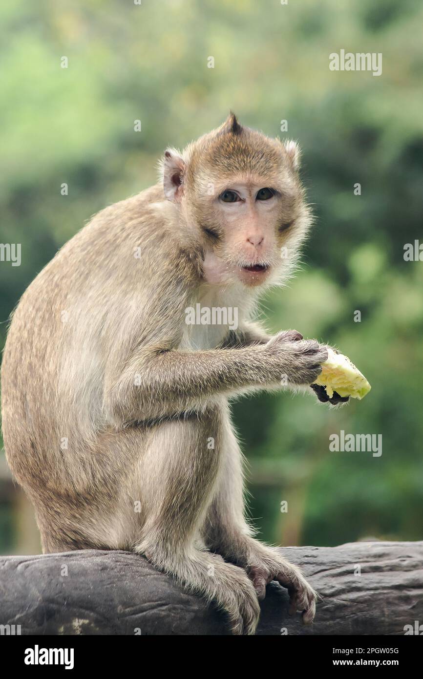 Crab-eating Macaque is eating the fruit in his hand. The macaque has ...