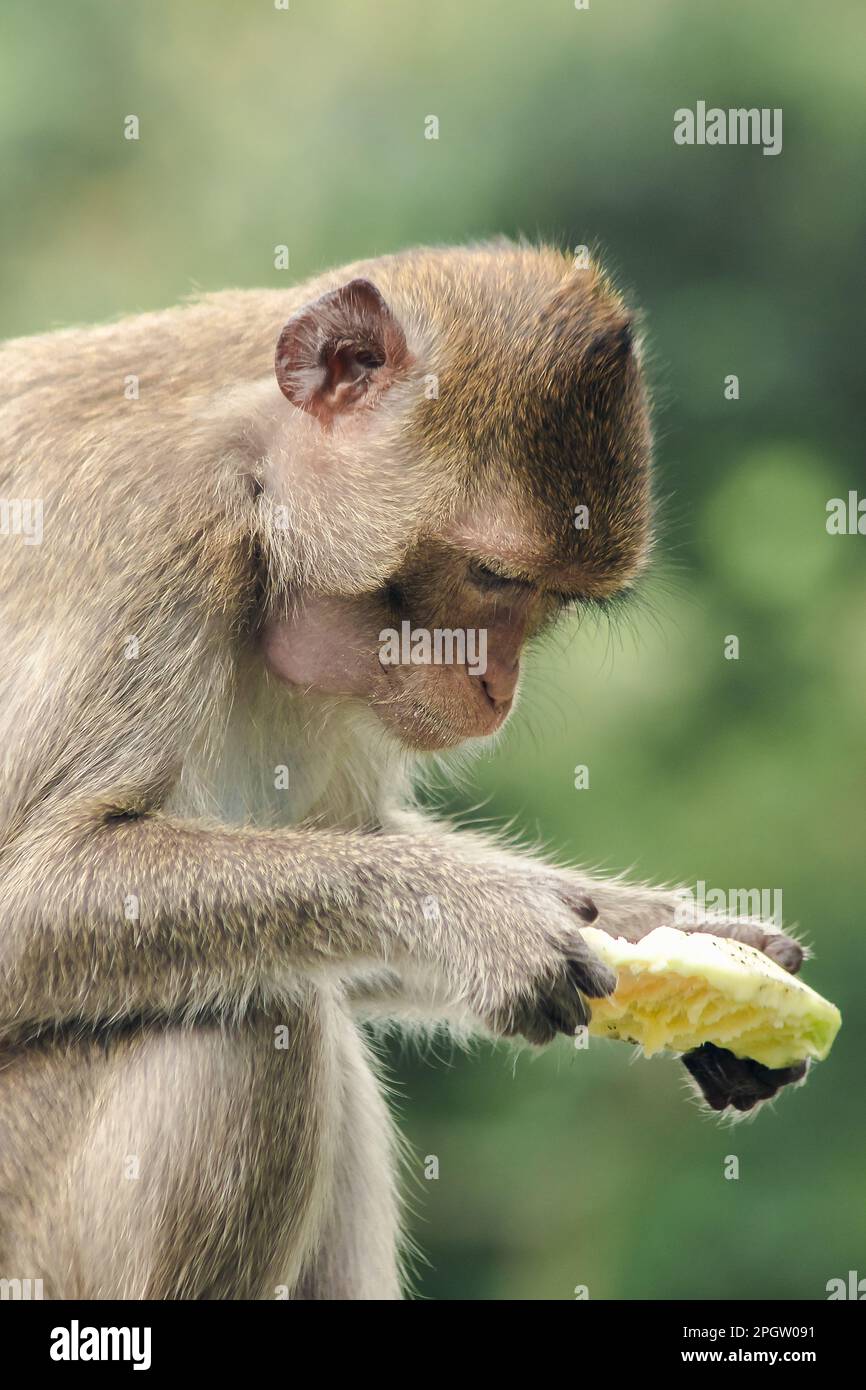 Crab-eating Macaque is eating the fruit in his hand. The macaque has ...