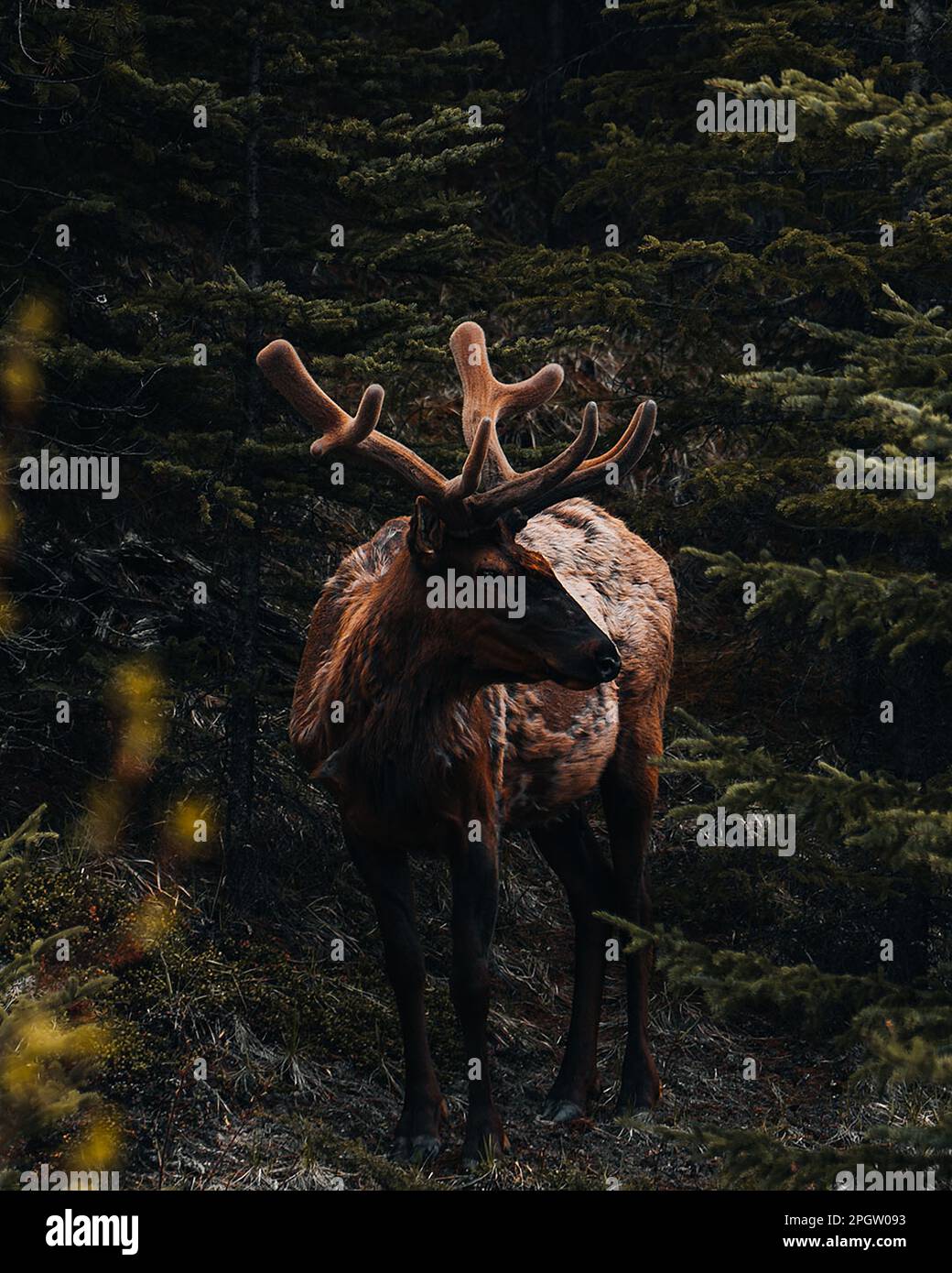 A vertical shot of a wild dark brown deer with small antlers ...