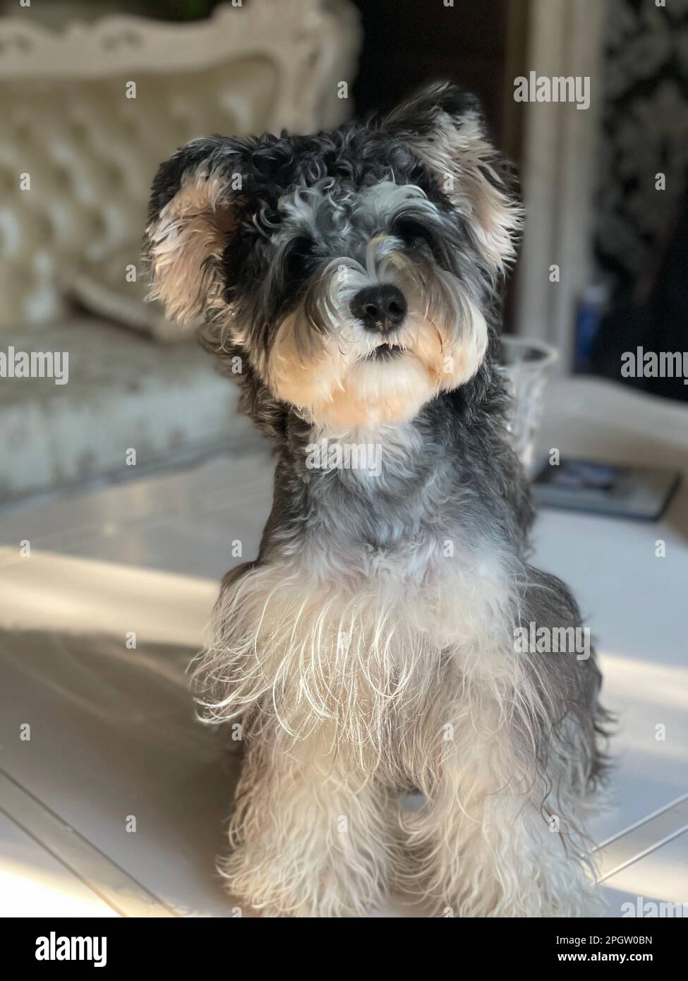 Adorable miniature schnauzer puppy hi-res stock photography and images ...