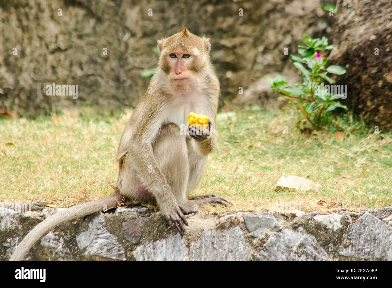 Crab-eating Macaque is eating the fruit in his hand. The macaque has brown hair on its body. The ...
