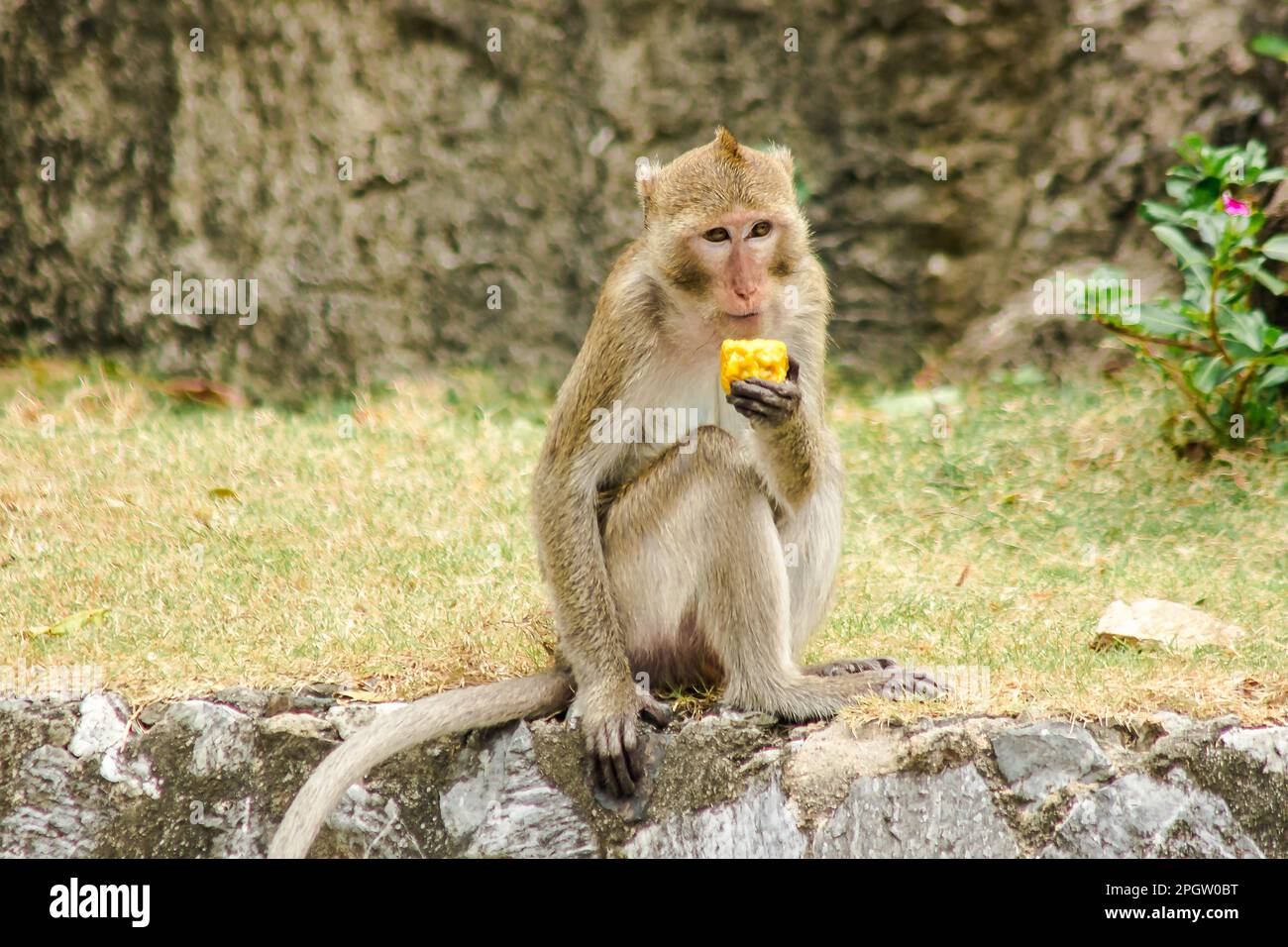 Crab-eating Macaque is eating the fruit in his hand. The macaque has ...