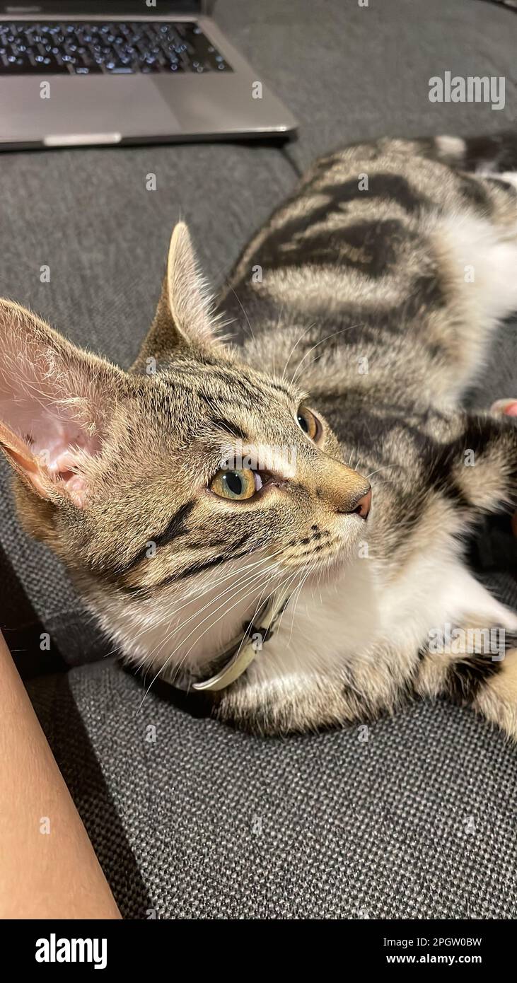 A gray tabby cat lying on a couch, looking at something intently Stock ...