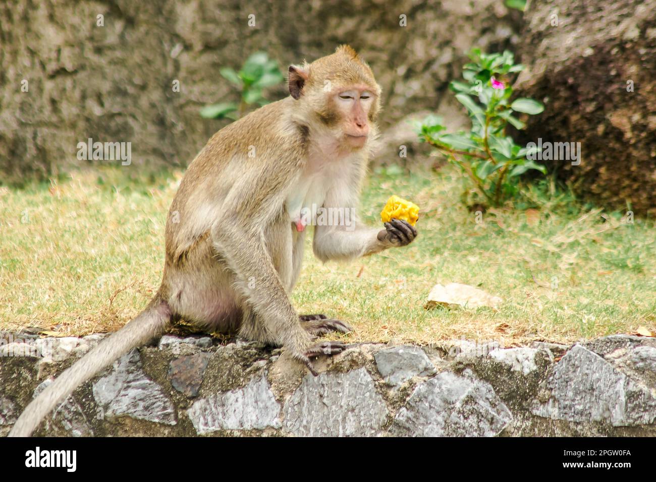 Crab-eating Macaque is eating the fruit in his hand. The macaque has ...