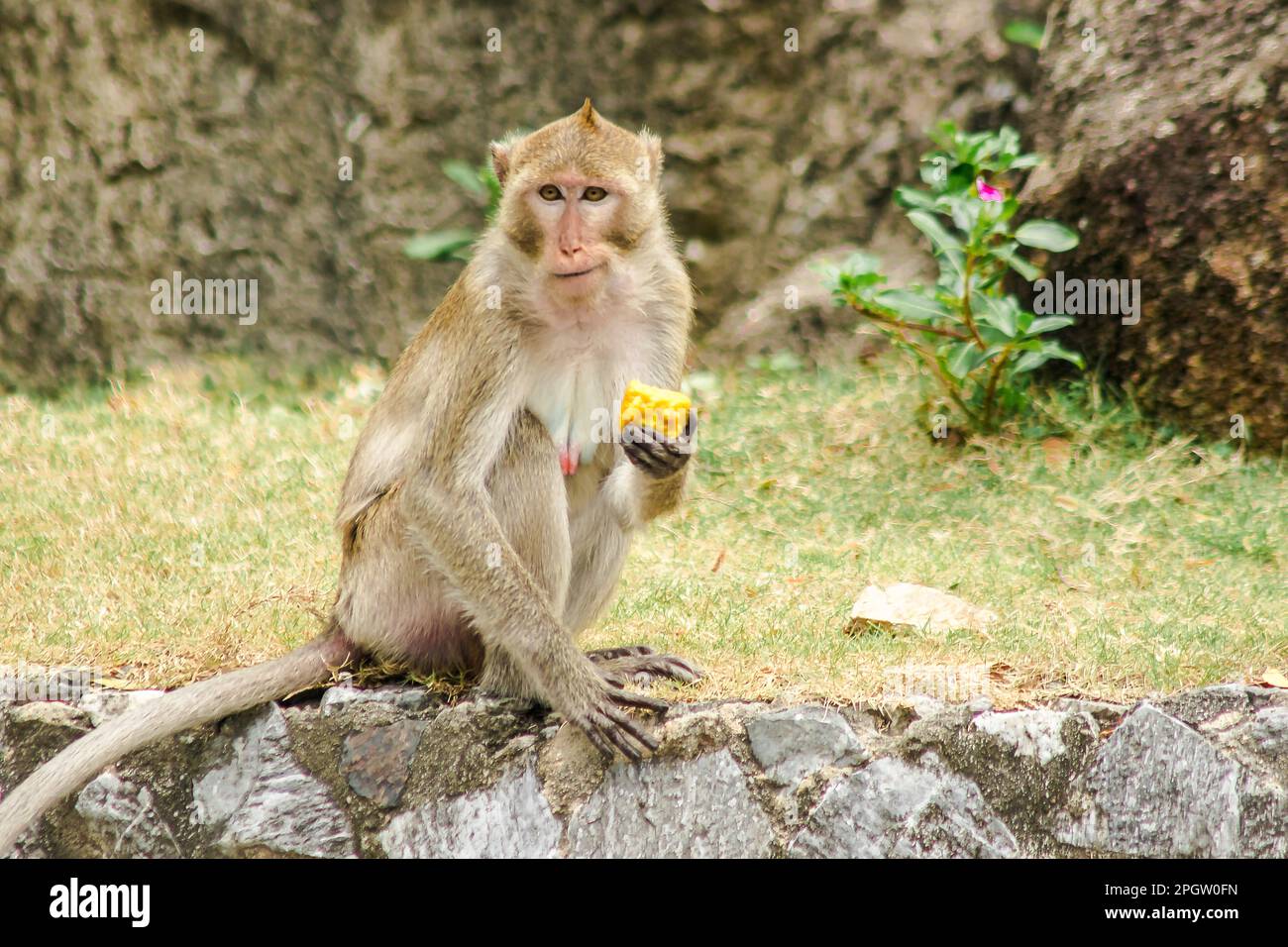 Crab-eating Macaque is eating the fruit in his hand. The macaque has ...
