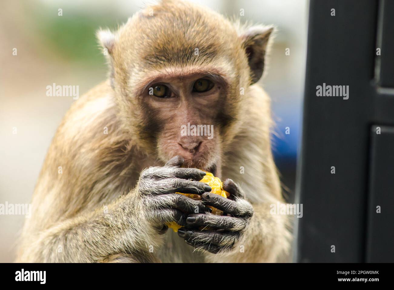 Crab-eating Macaque is eating the fruit in his hand. The macaque has ...