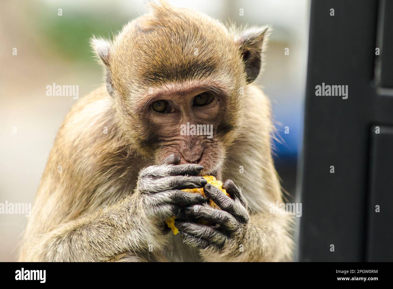 Crab-eating Macaque is eating the fruit in his hand. The macaque has ...