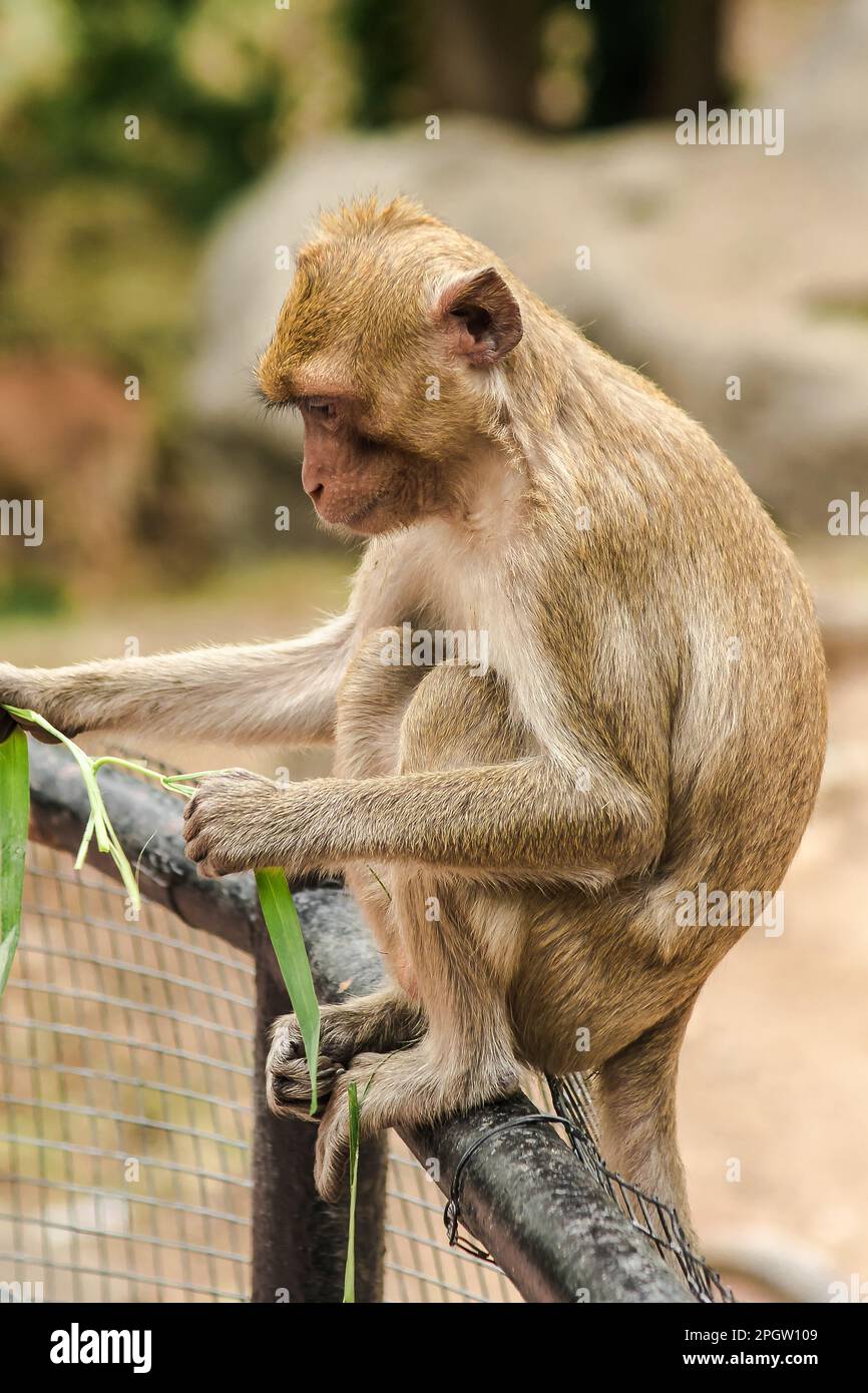 Crab-eating Macaque sat on the fence, eating the grass. The macaque has ...