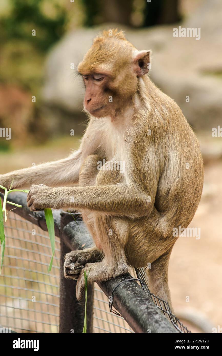 Crab-eating Macaque sat on the fence, eating the grass. The macaque has ...