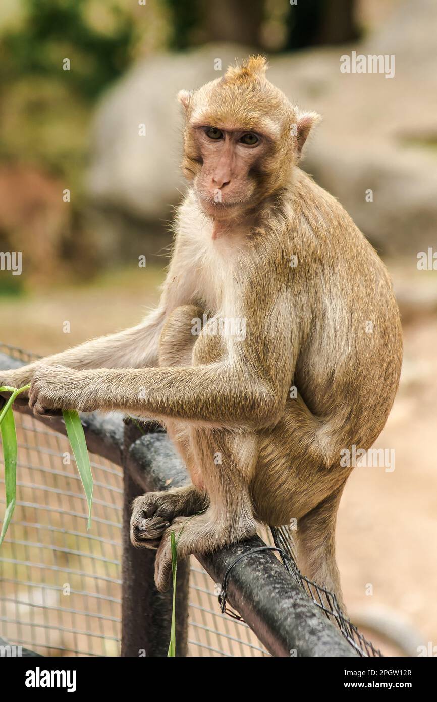 Crab-eating Macaque sat on the fence, eating the grass. The macaque has ...
