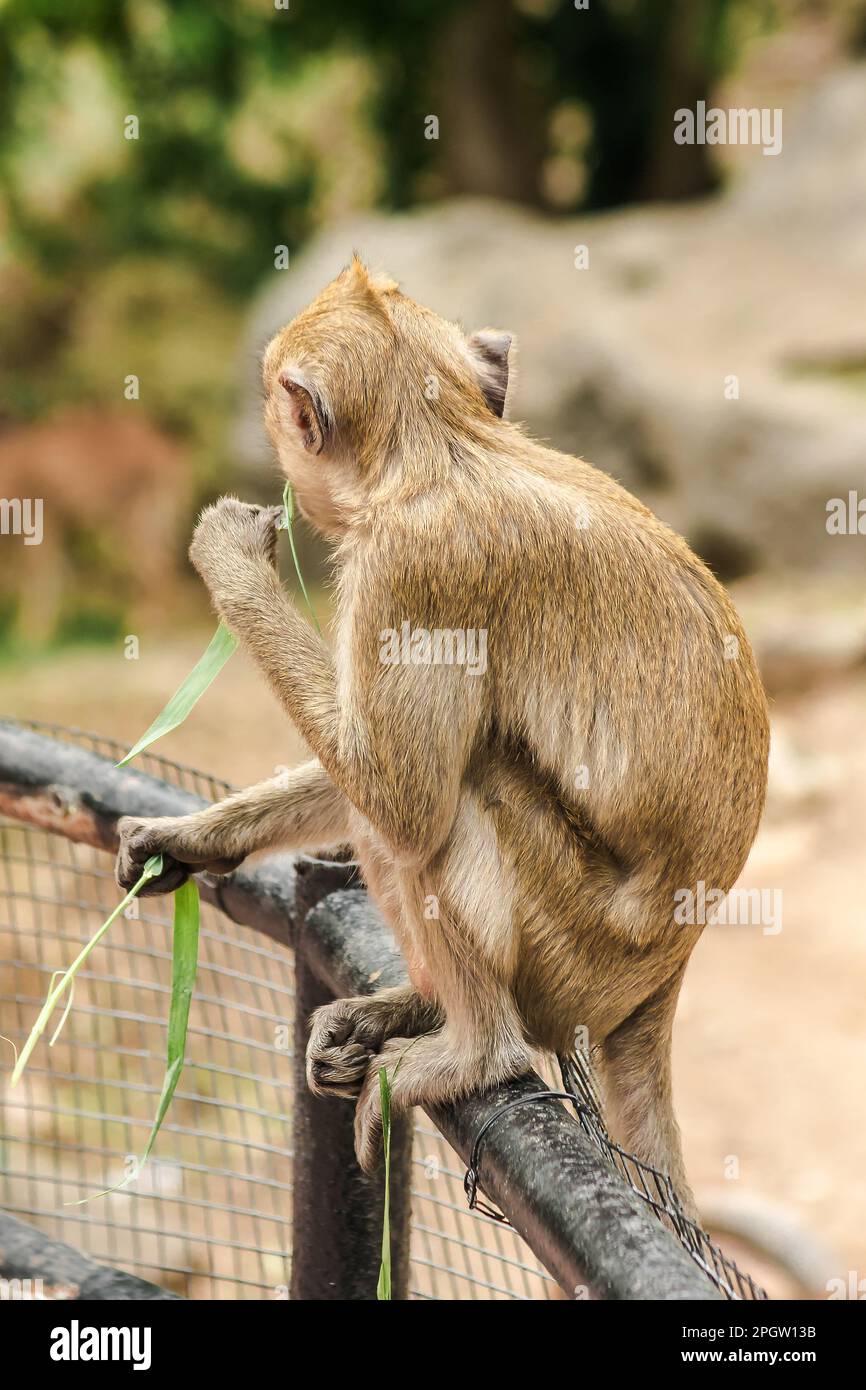 Crab-eating Macaque sat on the fence, eating the grass. The macaque has ...