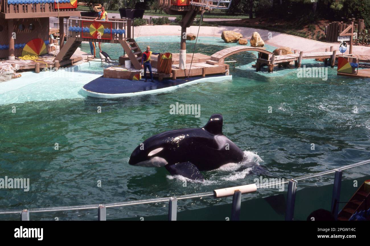 Seaworld This is Shamu Orca / Killer Whale Show in Orlando, Florida ...