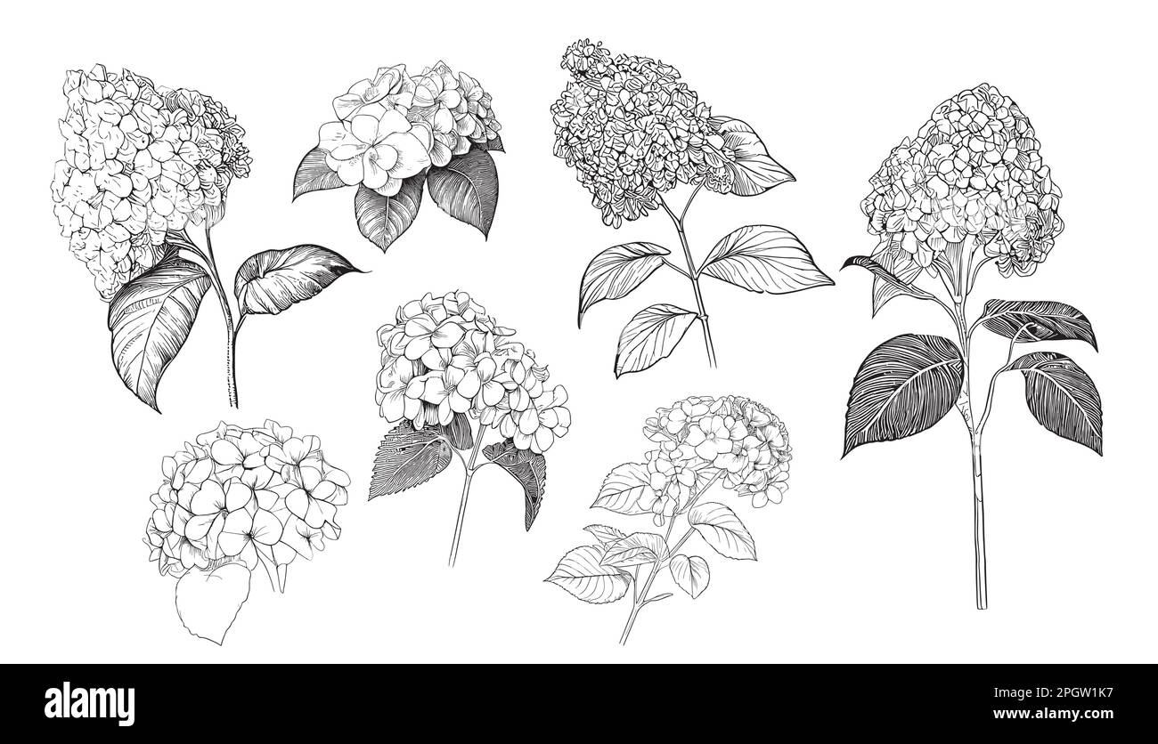 Hydrangea collection sketch hand drawn in doodle style illustration Stock Vector Image & Art - Alamy