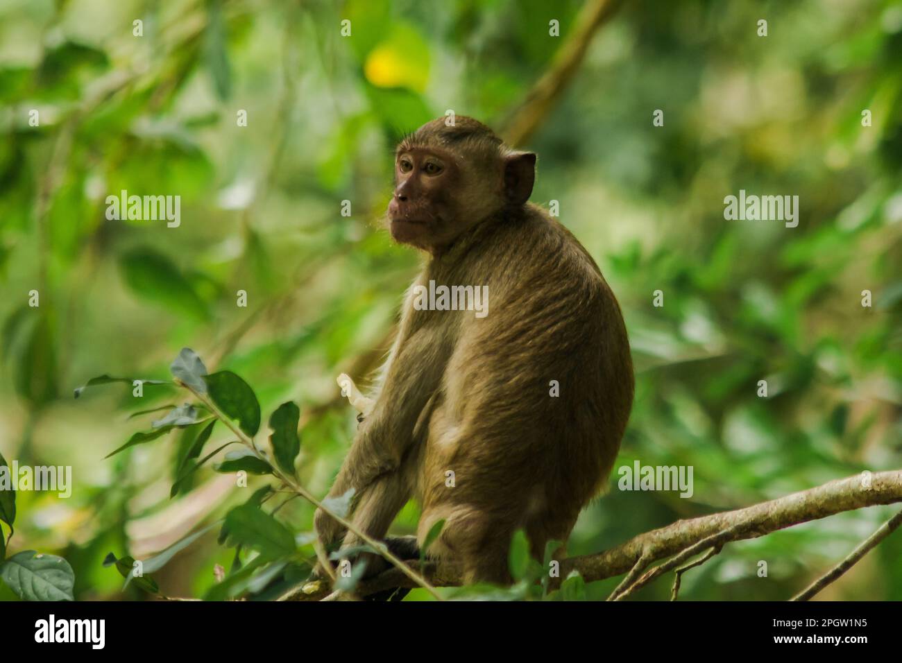 Crab-eating Macaque is sitting on a branch. The macaque has brown hair ...
