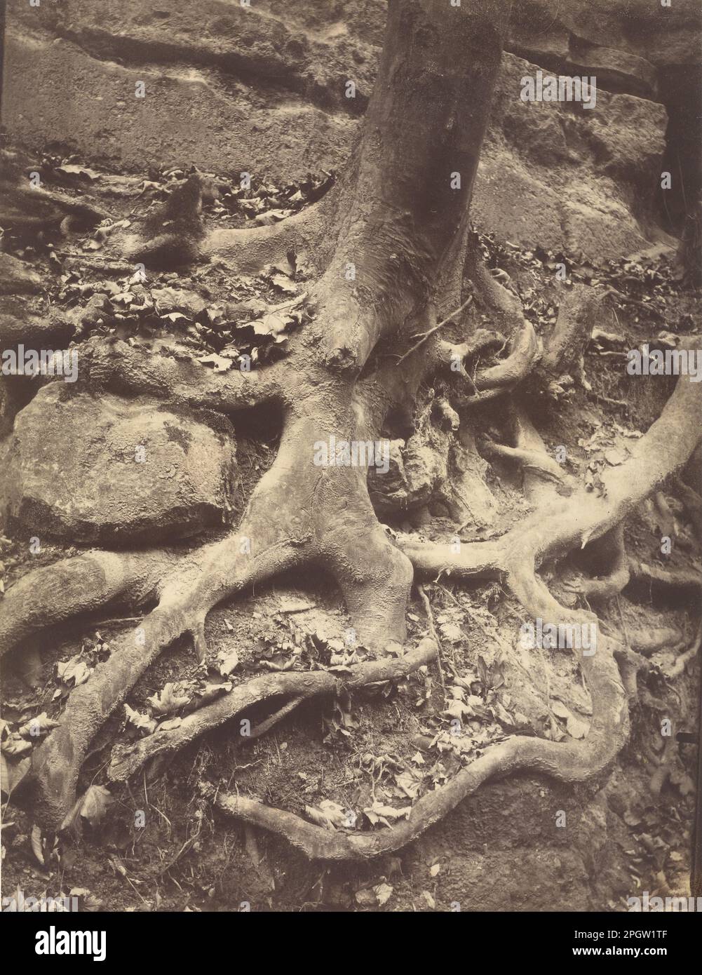Tree Roots, Saint-Cloud negative 1906; print 1920s by Eugene Atget ...