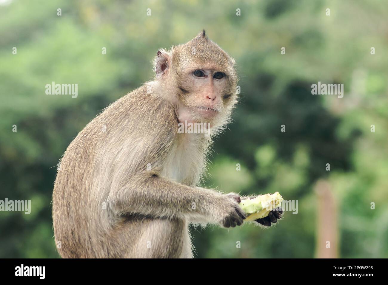 Crab-eating Macaque is eating the fruit in his hand. The macaque has ...