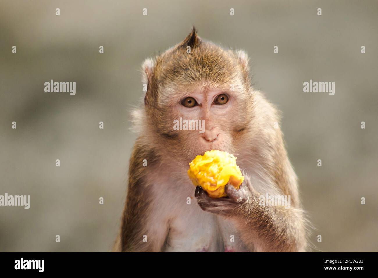 Crab-eating Macaque is eating the fruit in his hand. The macaque has ...