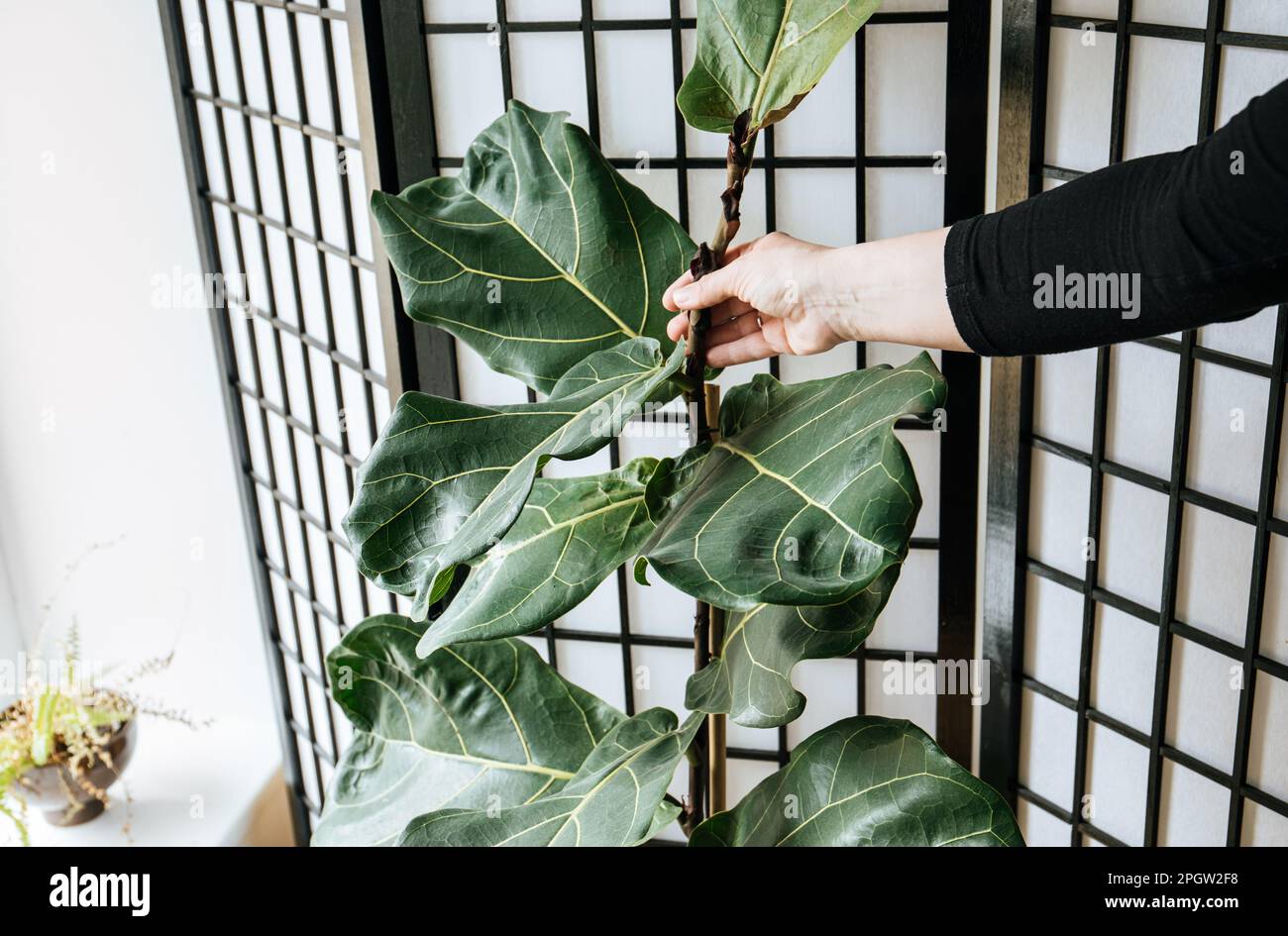 Plant lover woman shaking the trunk of the fiddle leaf fig (Ficus ...