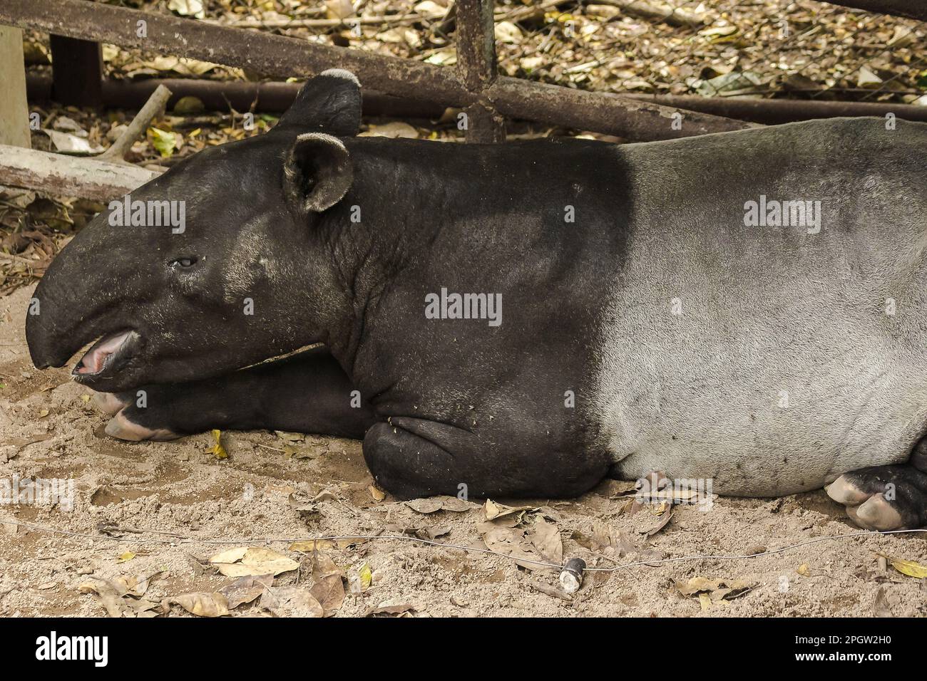 Malayan Tapir (Tapirus indicus) lies on the ground. Malayan Tapir is a ...