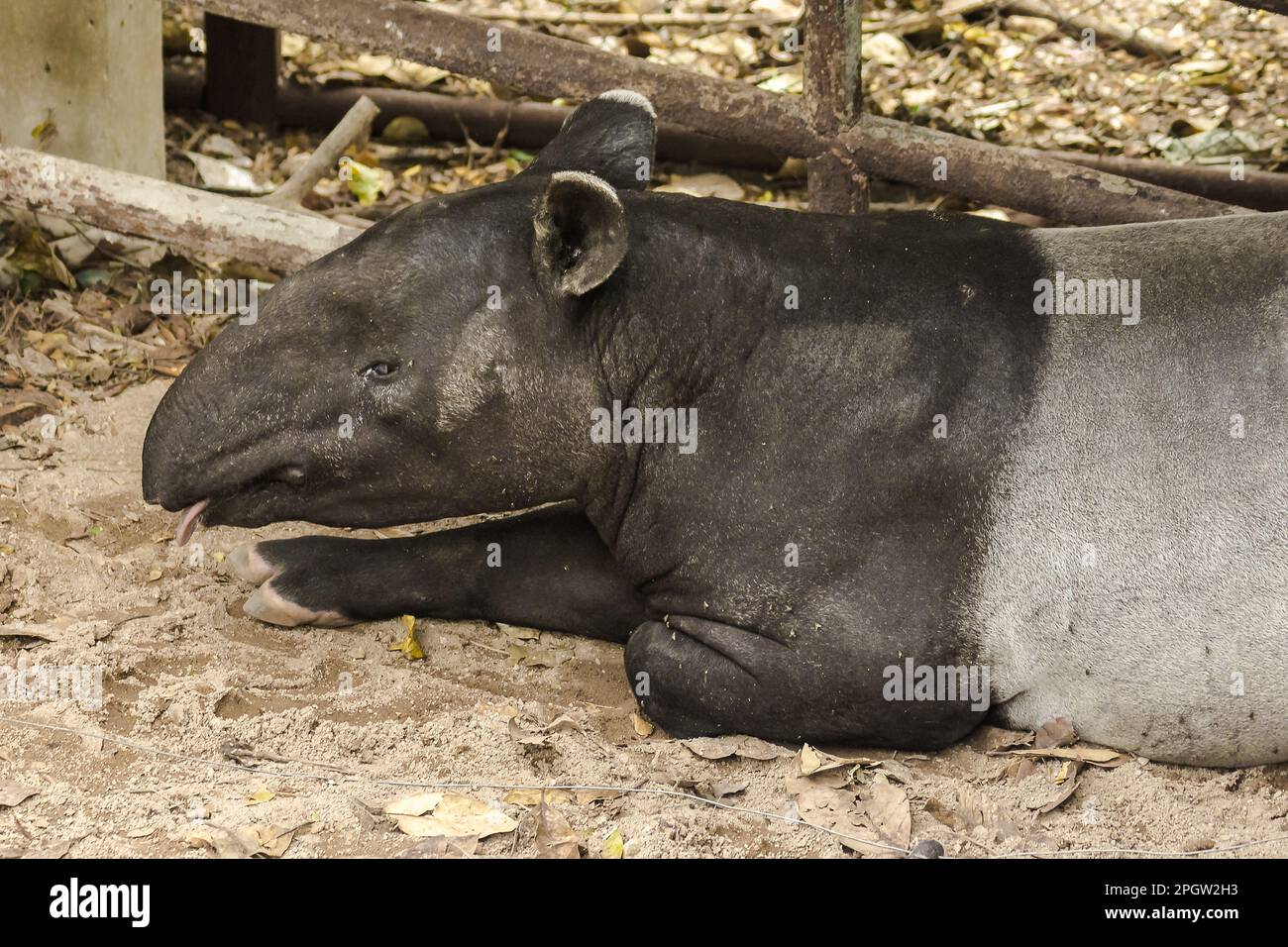 Malayan Tapir (Tapirus indicus) lies on the ground. Malayan Tapir is a ...