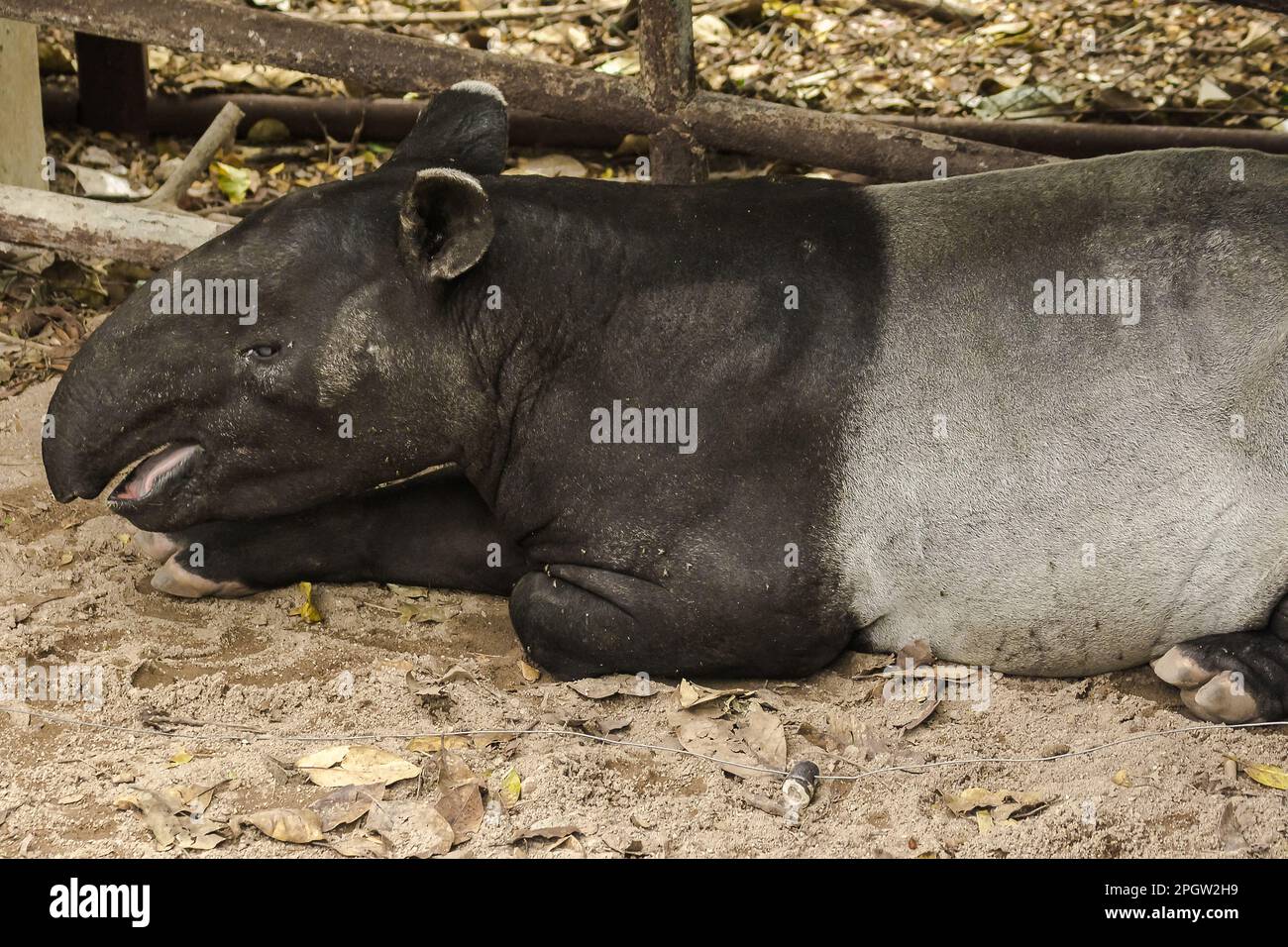 Malayan Tapir (Tapirus indicus) lies on the ground. Malayan Tapir ...