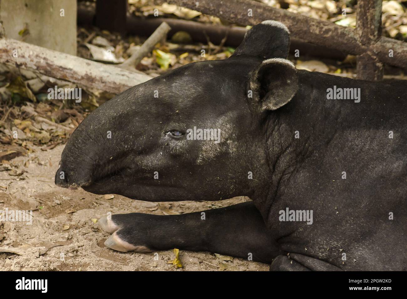 Malayan Tapir (Tapirus indicus) lies on the ground. Malayan Tapir is a ...