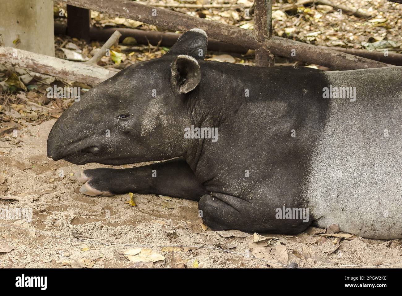 Malayan Tapir (Tapirus indicus) lies on the ground. Malayan Tapir is a ...