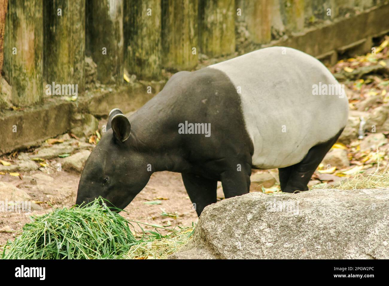 Malayan Tapir (Tapirus indicus) is eating grass. Malayan Tapir is a ...